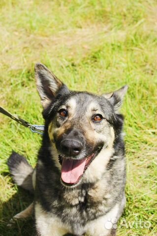 Собаке тяжело сидеть в клетке