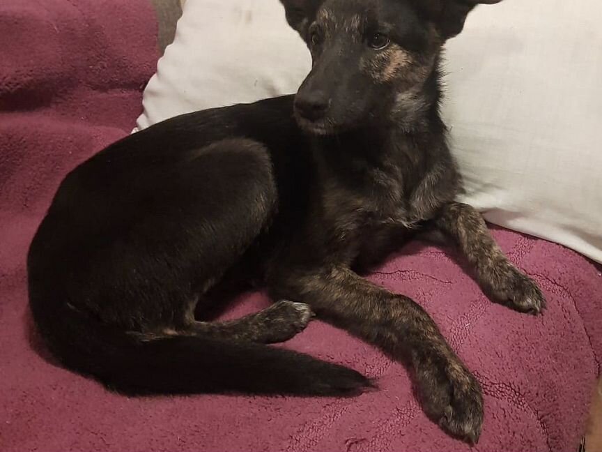 Щенок подросток мальчик ищет дом