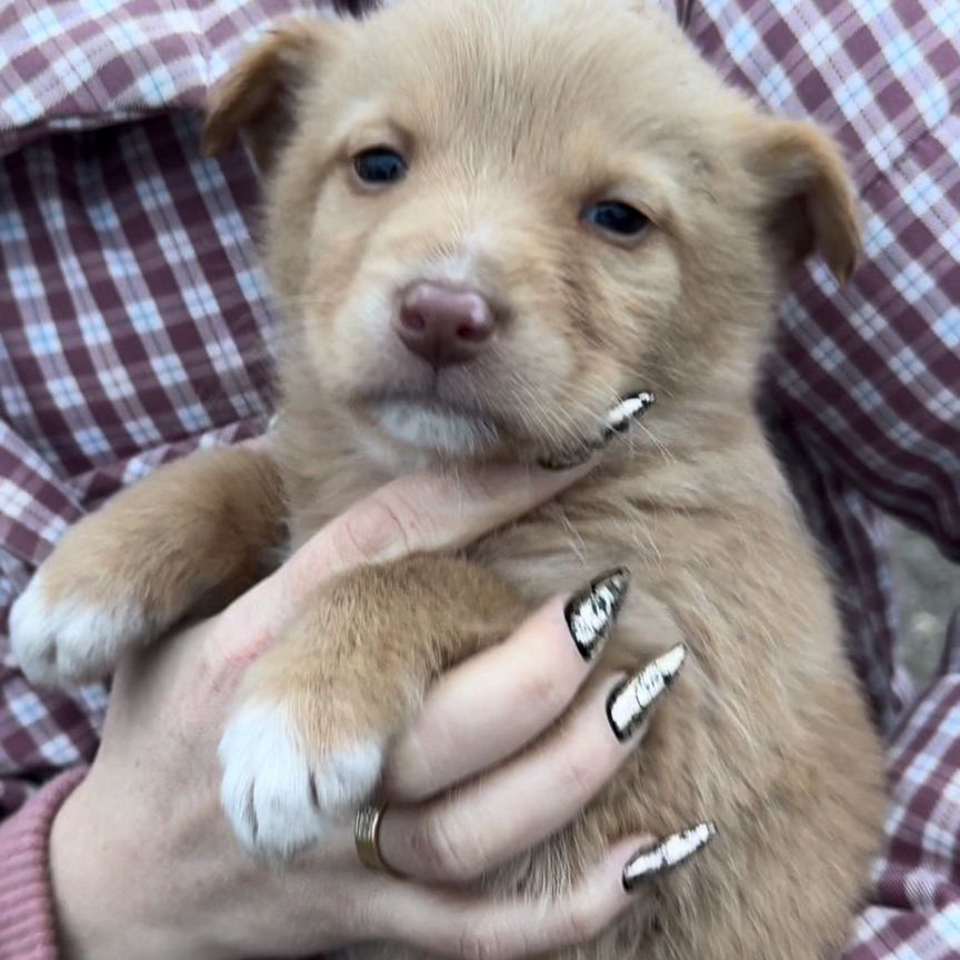 Милый щенок из приюта