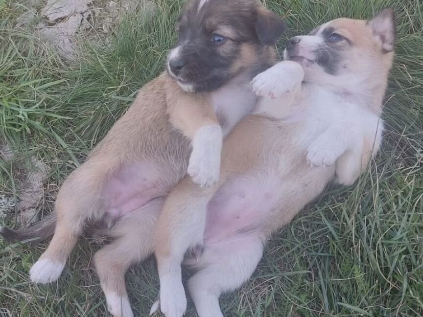 Щенята в добрые руки