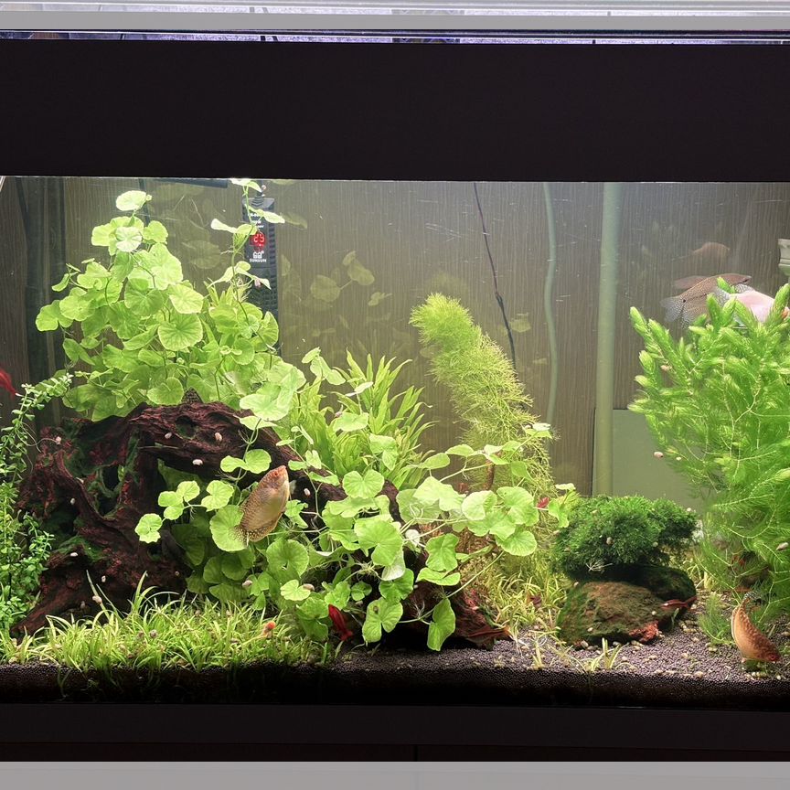 Продаются аквариумные растения