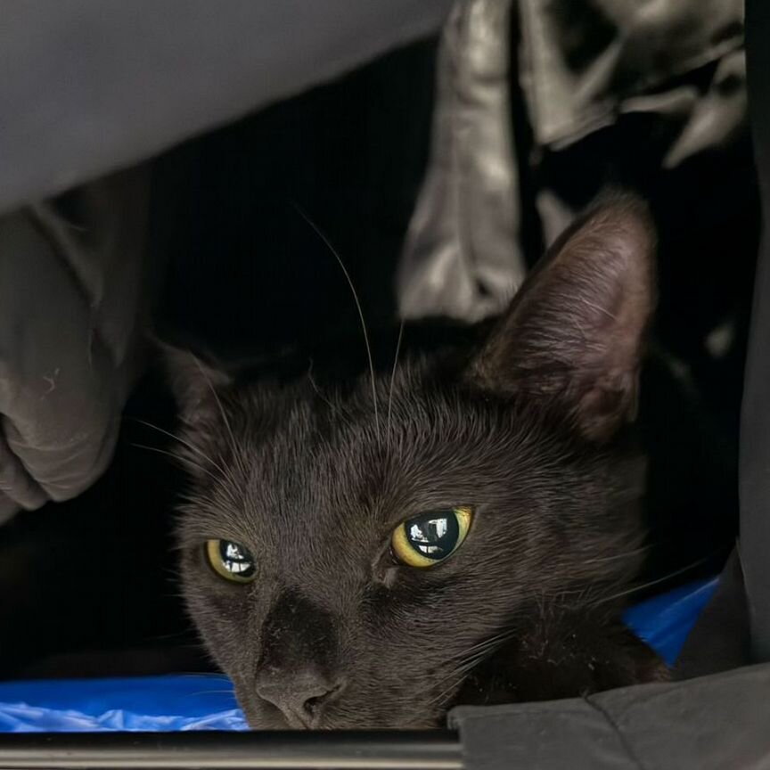 Котенок подросток