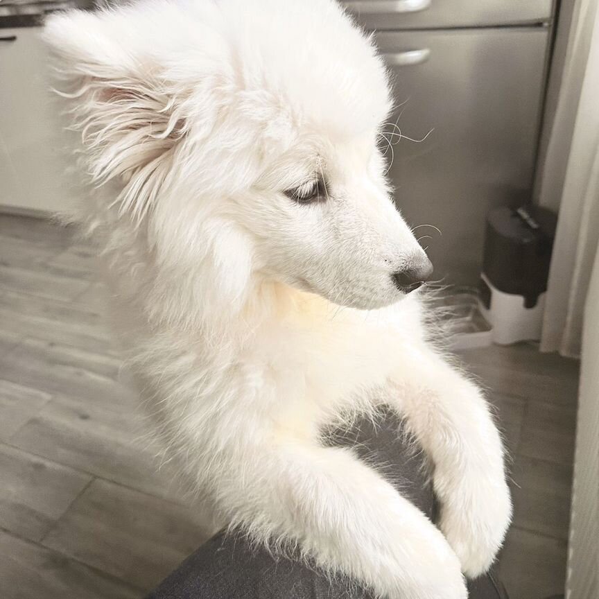 Щенки самоеда москва