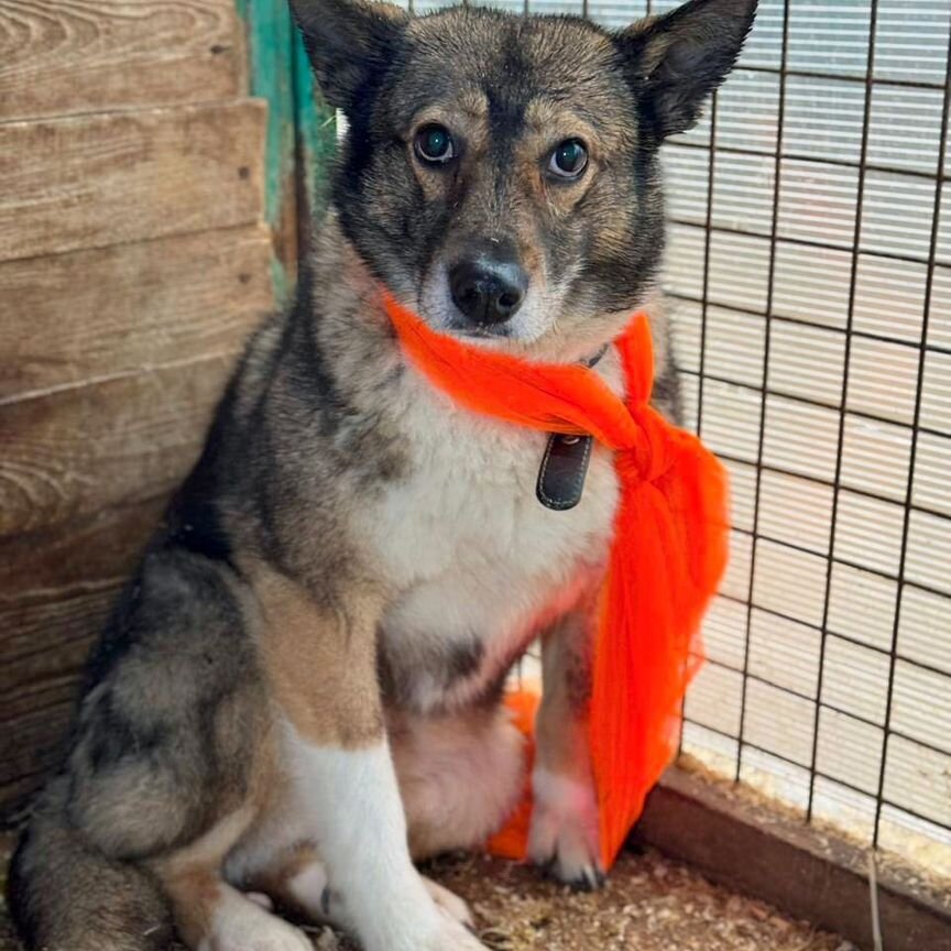 Собака в добрые руки