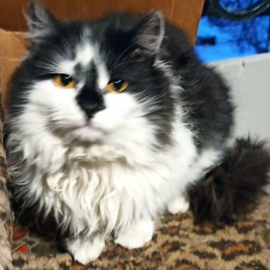 Сибирский котёнок