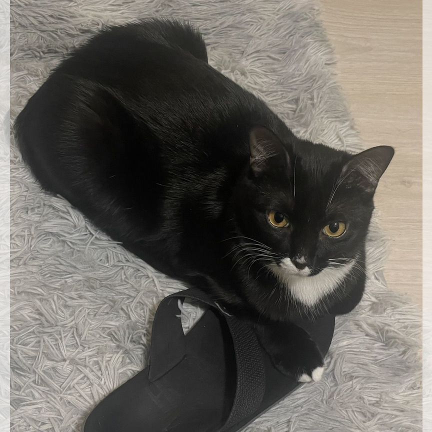 Котик в добрые руки мальчик кастрированный