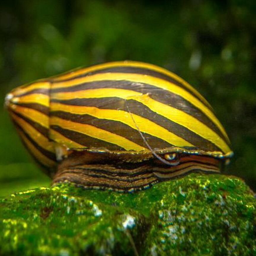 Улитка зебра неритина - Neritina natalensis