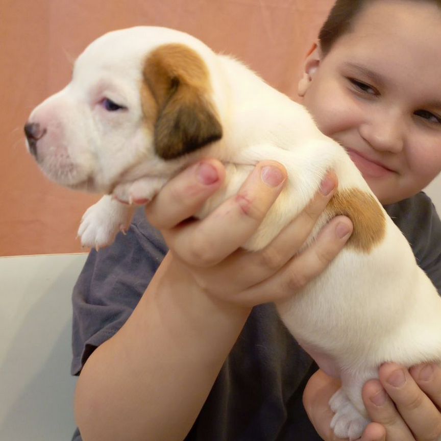 Джек-рассел-терьер, щенок