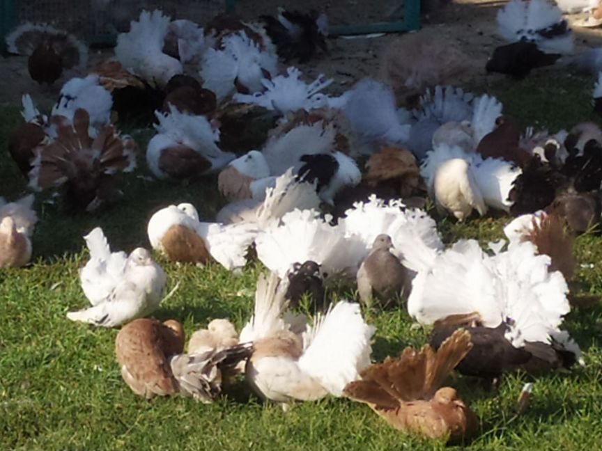 Голуби Павлины. Статные. Бакинцы. Певчие