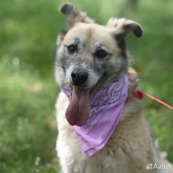 Помогите нежной Букле из приюта найти семью