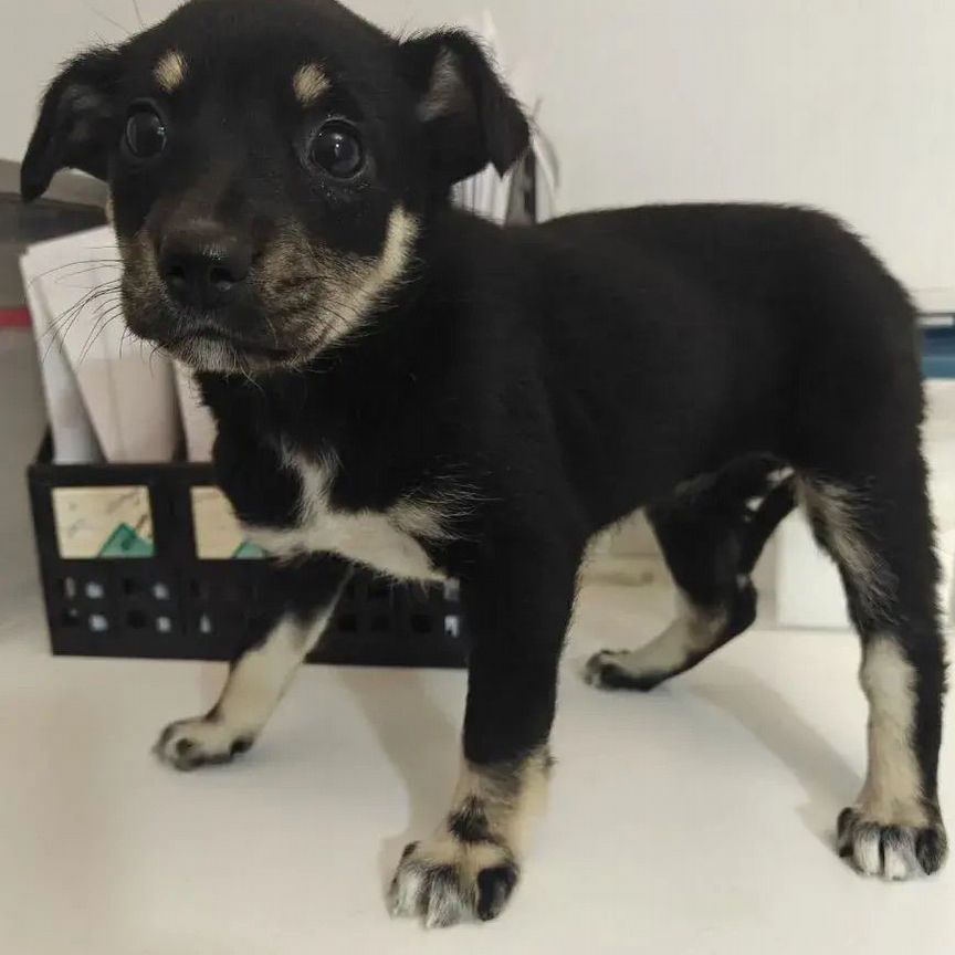 Щенок в добрые руки