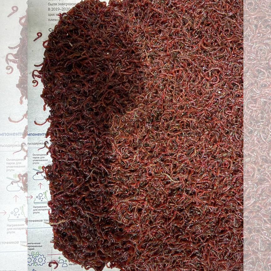 Мотыль замороженный, корм для аквариумных рыбок