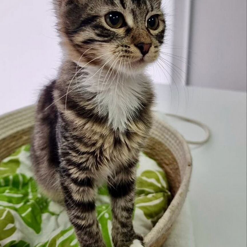 Котенок девочка в добрые руки