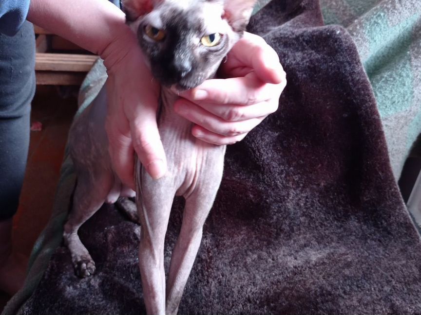 Канадский сфинкс котенок