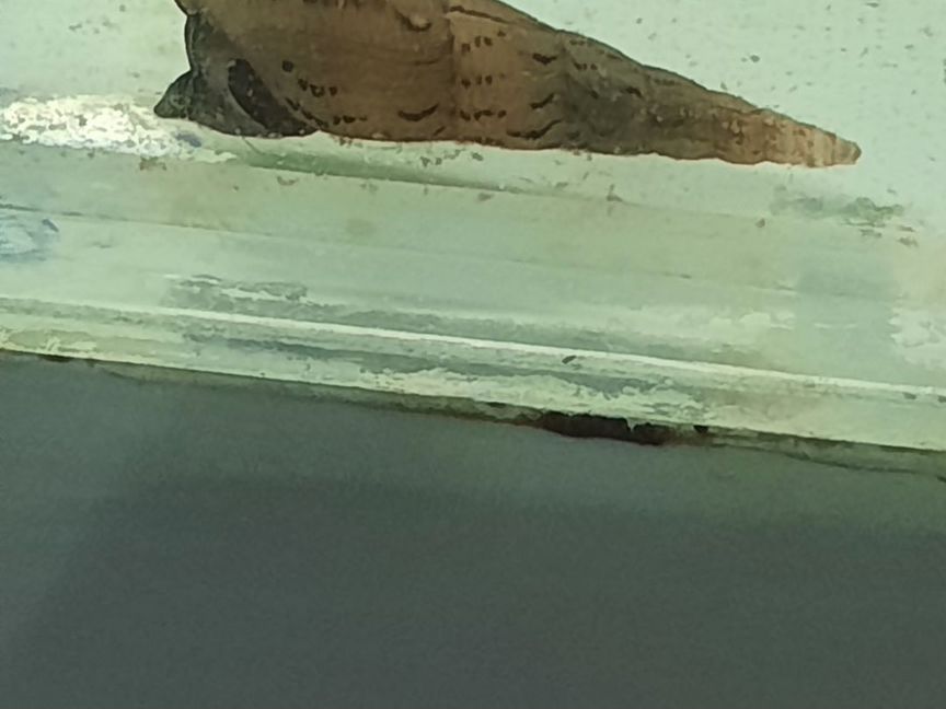 Улитки мелании