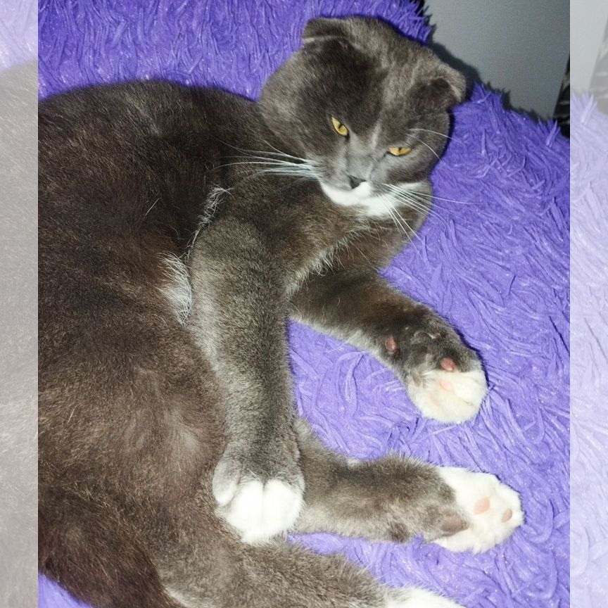 Шотландский вислоухий короткошёрстный, взрослый кот