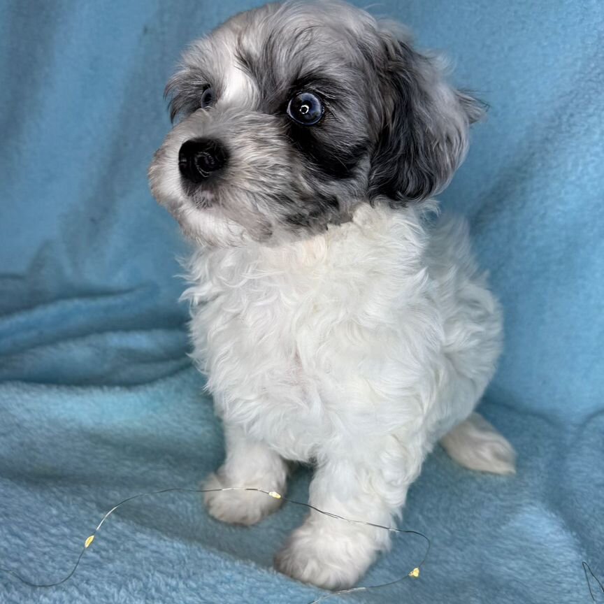 Мальтипу, щенок