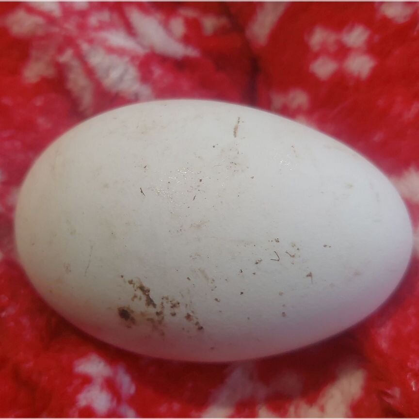 Инкубационное яйцо гусей линда