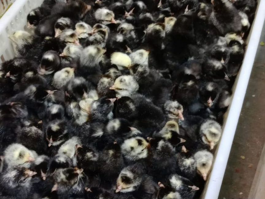 Суточный петушок Доминант