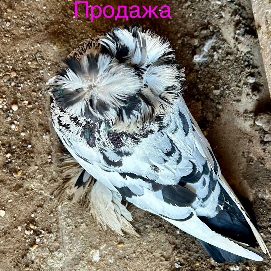 Голуби Декоративные Разные