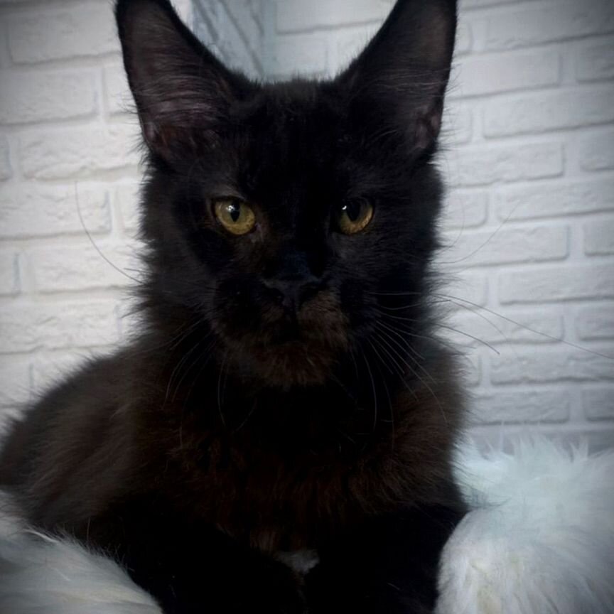 Котенок Мейн-кун. Окрас- черный солид