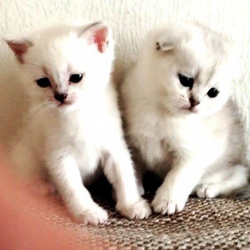 Шотландский прямоухий короткошёрстный котёнок