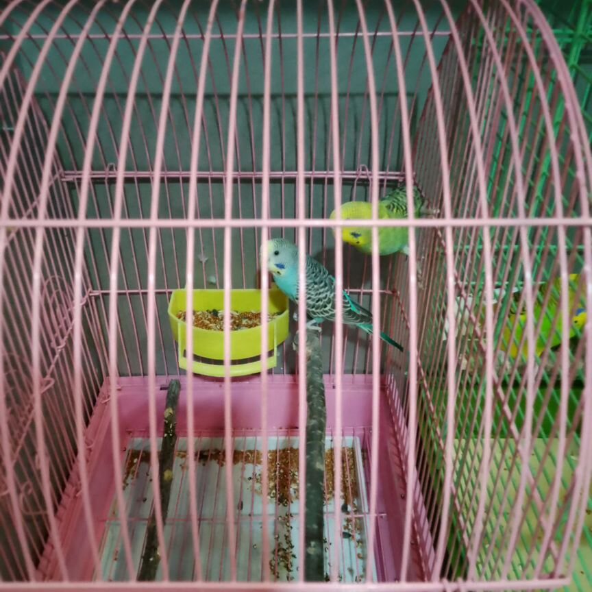 Волнистый попугай