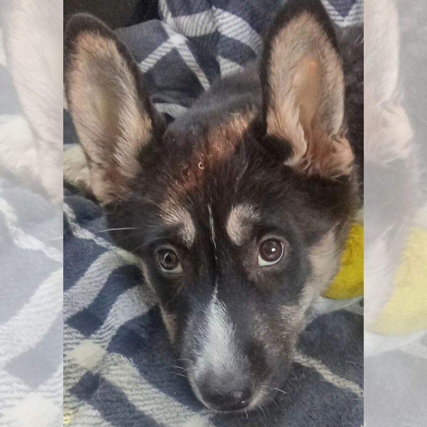 Щенок в добрые руки