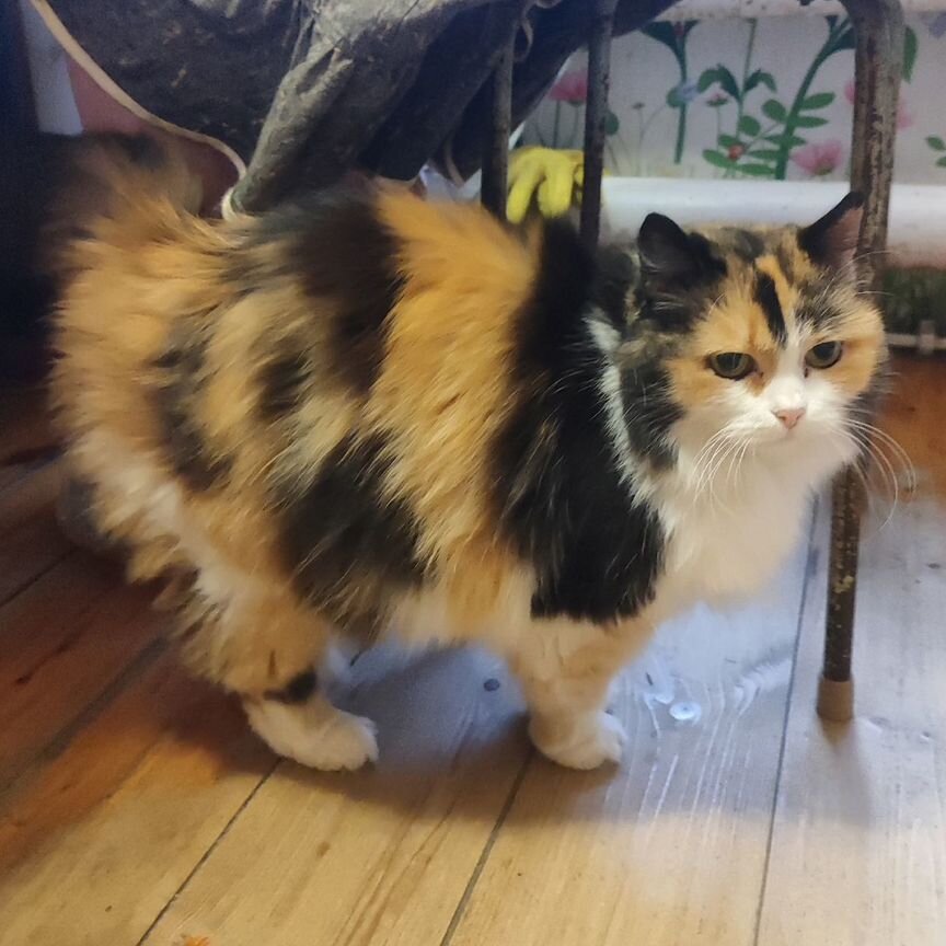 Взрослая кошка в добрые руки