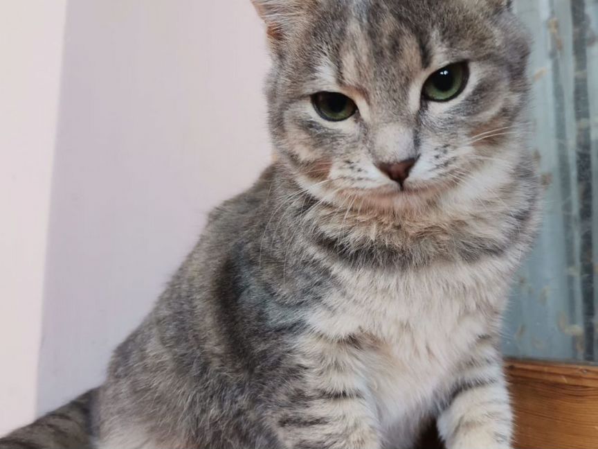 Кошка в дар
