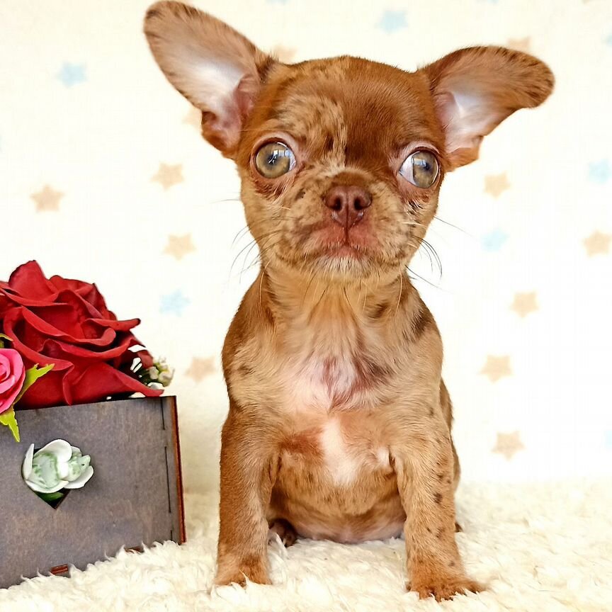 Чихуахуа, щенок