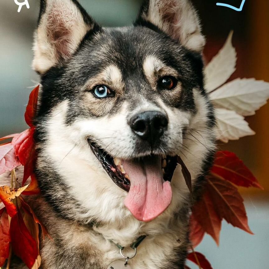 Сибирский хаски, взрослый пёс