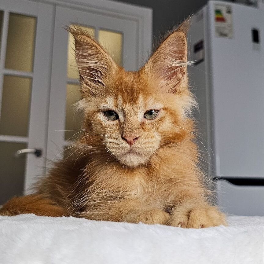 Мейн-кун (котик) красного окраса