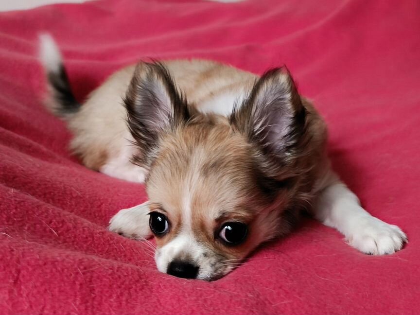 Чихуахуа девочка