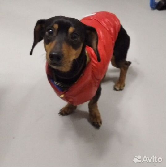 Песик Арчик (такса) в хорошие руки