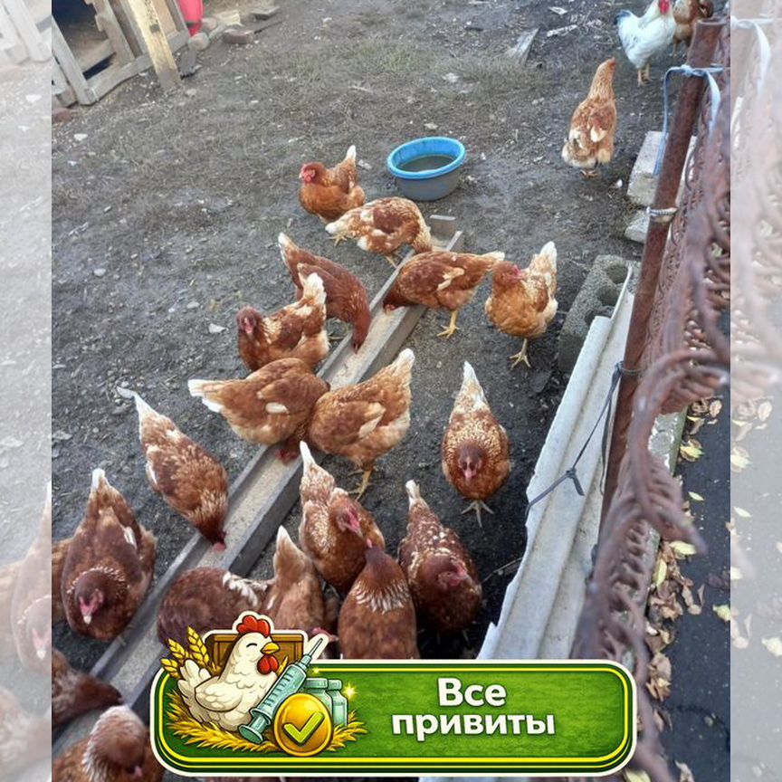 Куры несушки с доставкой