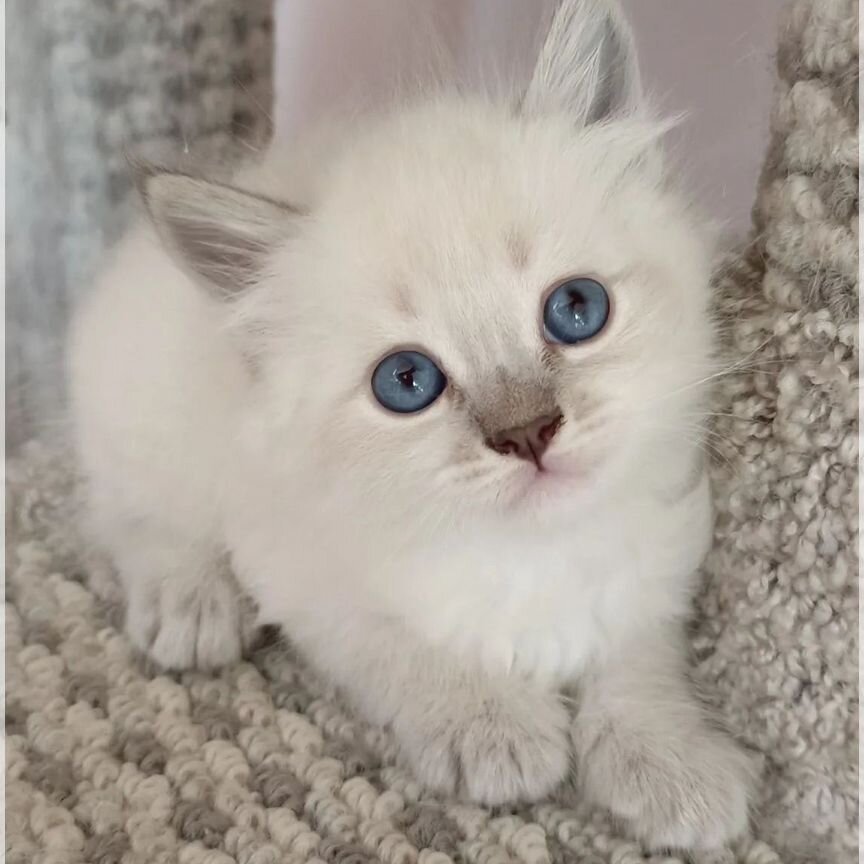 Невский маскарадный котёнок