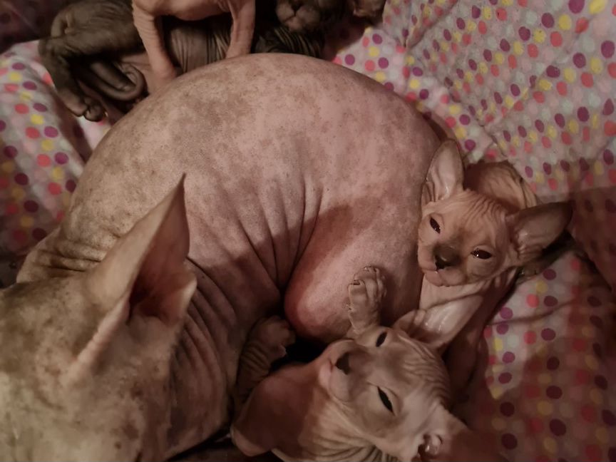 Котятки донского сфинкса
