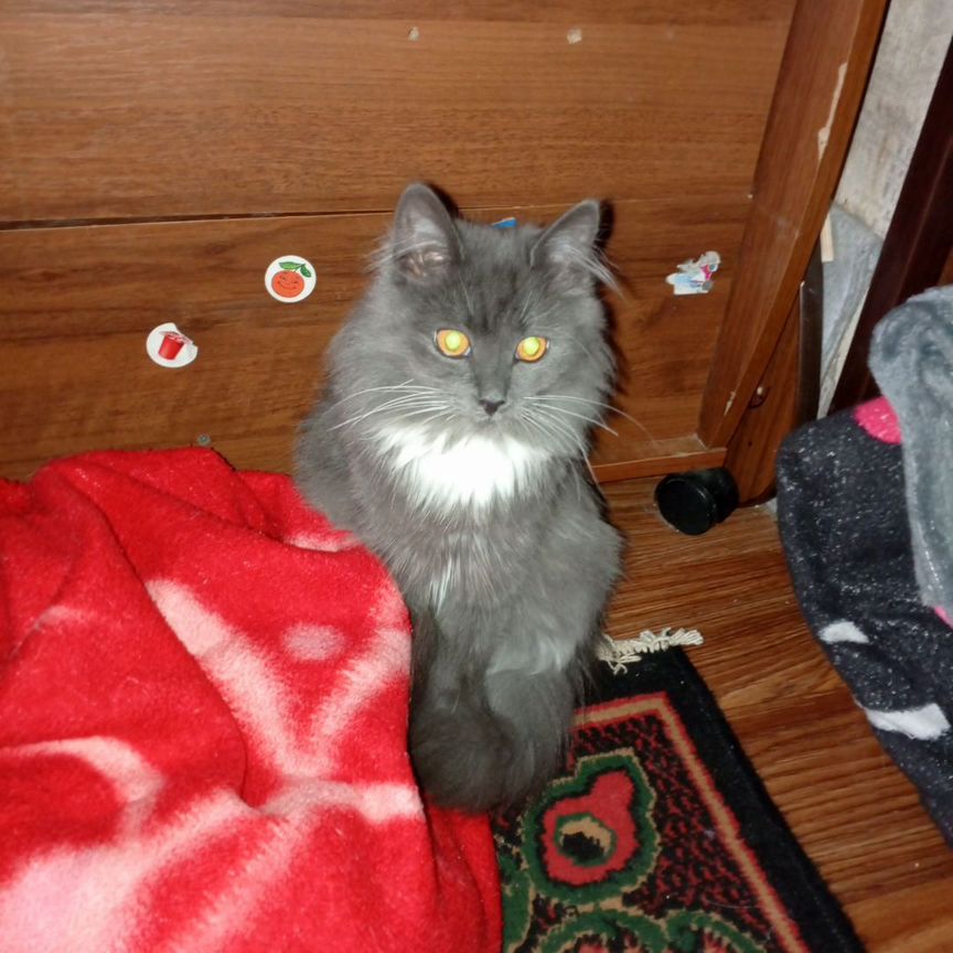 Котёнок девочка