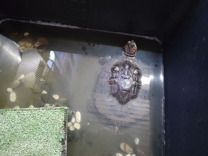 Бесплатно морская черепашка
