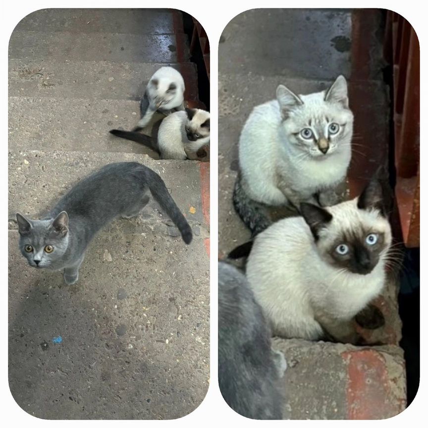 Котята