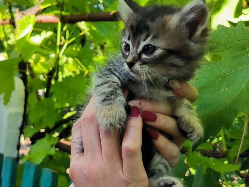 Котёнок в добрые руки бесплатно