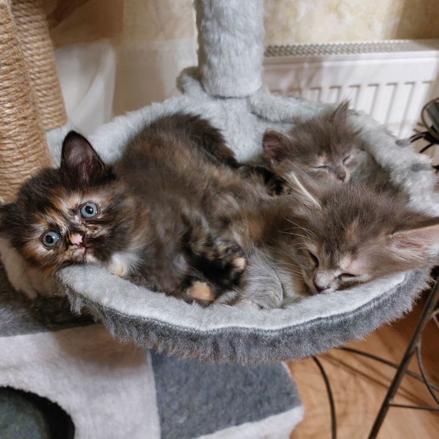 Отдам котят в добрые руки