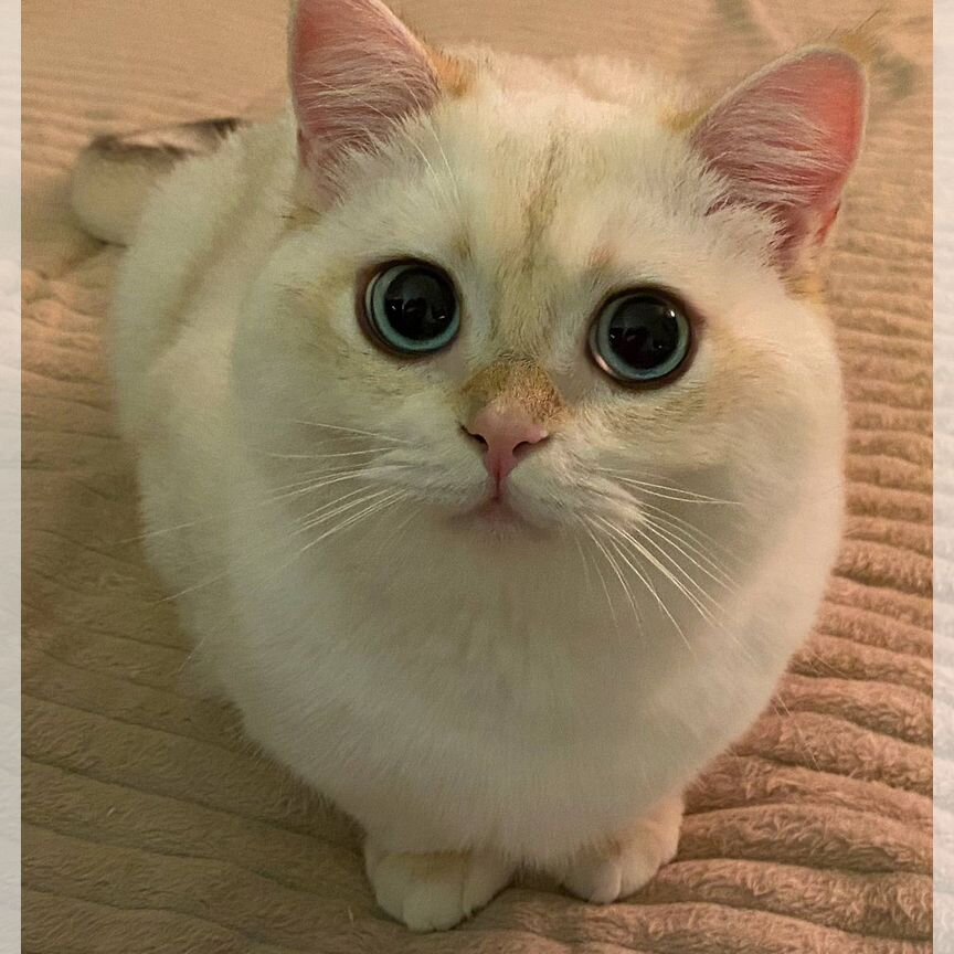 Британский короткошёрстный кот, вязка