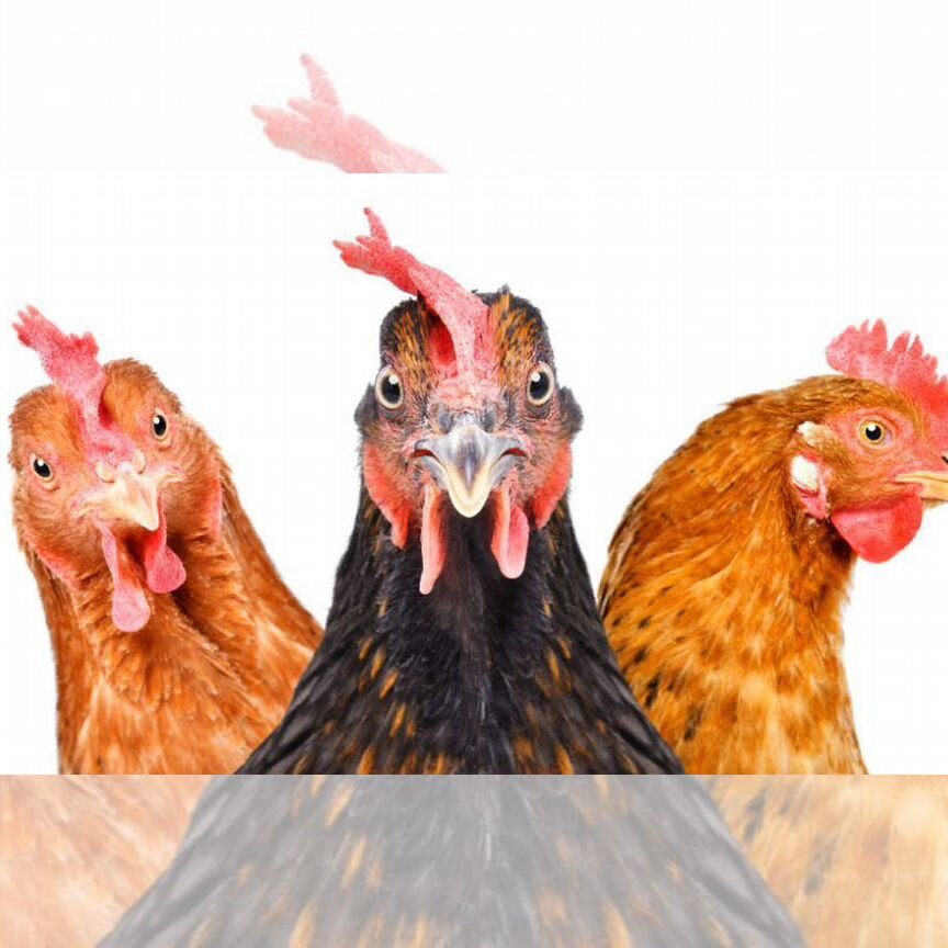 Куры несушки