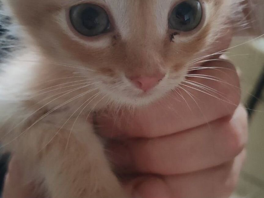 Котята 10 р
