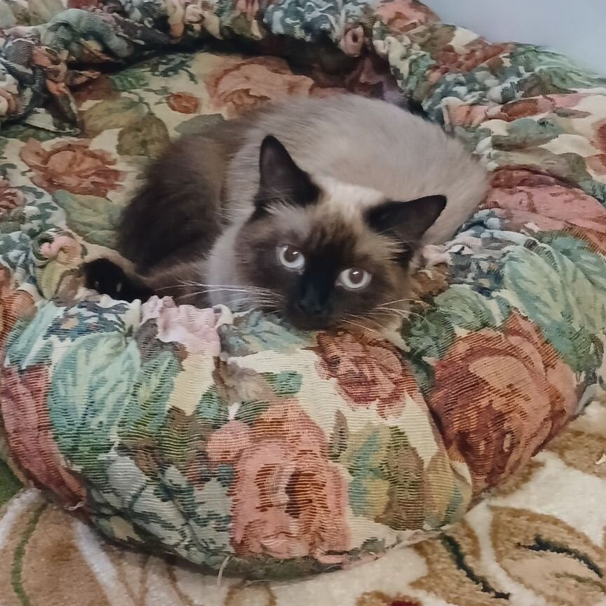 Кошка ищет красивого кота