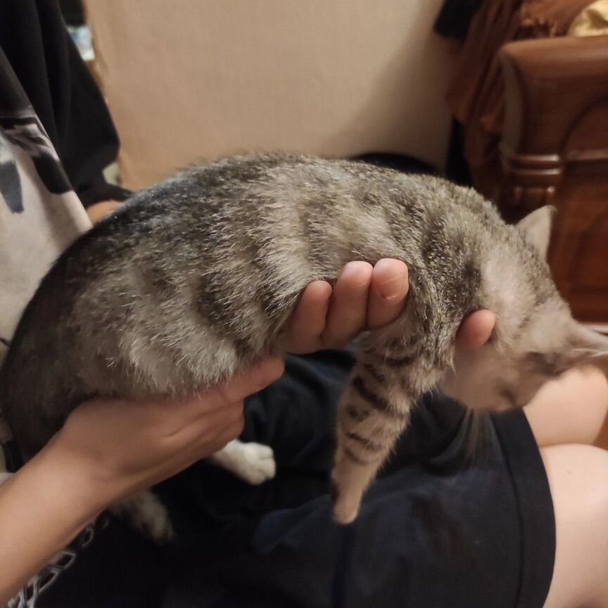 Котёнок подкидыш ищет дом