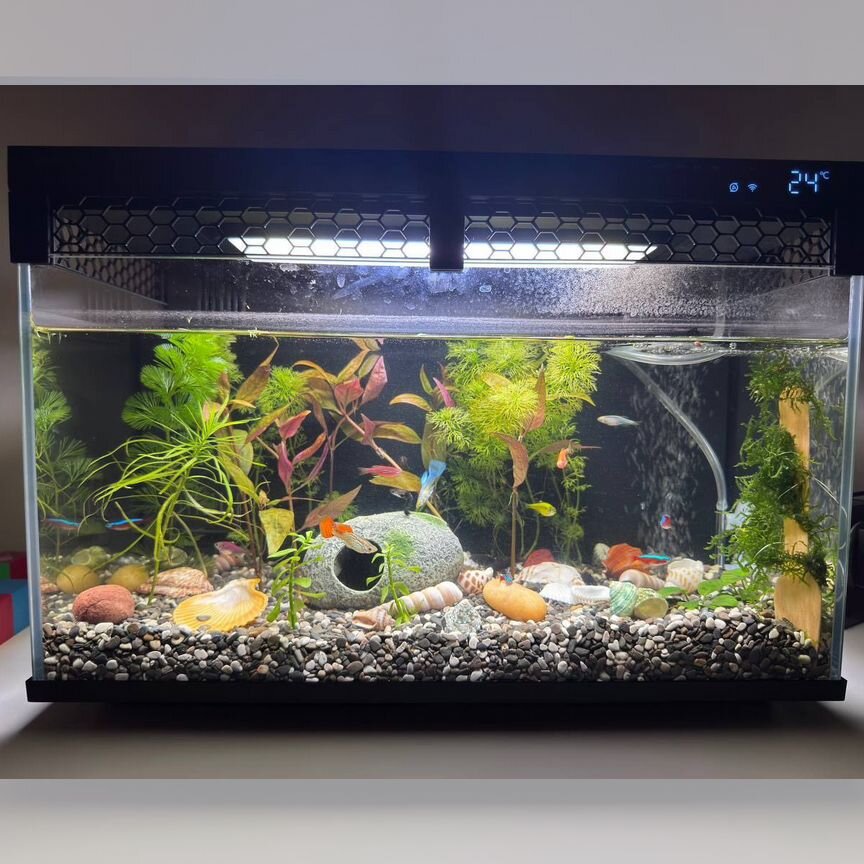 Аквариумные рыбки данио рерио