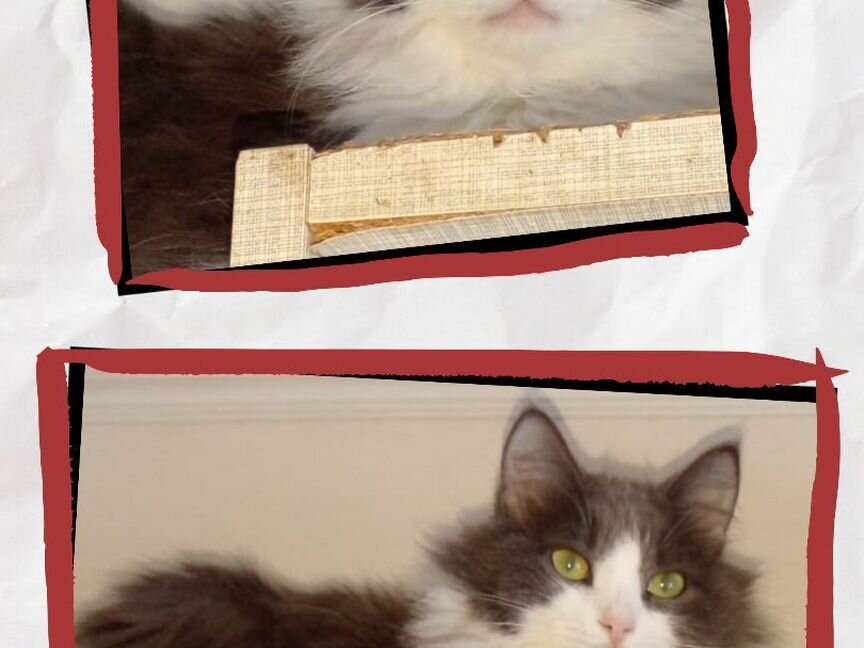 Ласковая кошечка ищет дом, ищу хозяина